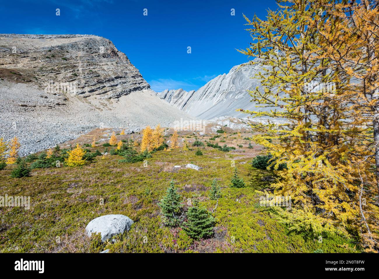 Hiking among yellow larch trees in autumn, Arethusa Cirque, Kananaskis ...