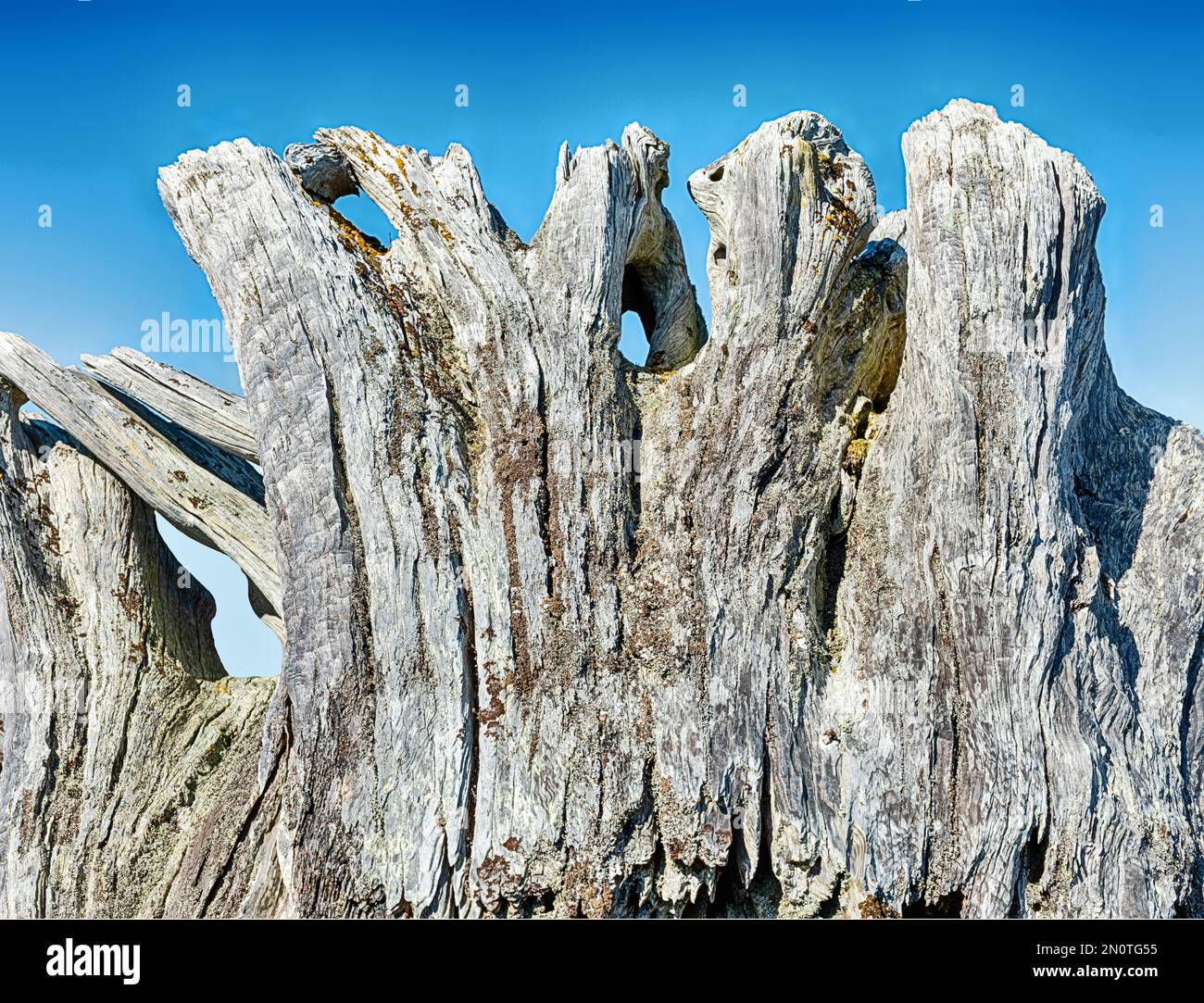 The weathered stump of an old piece of driftwood on a beach shows remains of the roots against a ...