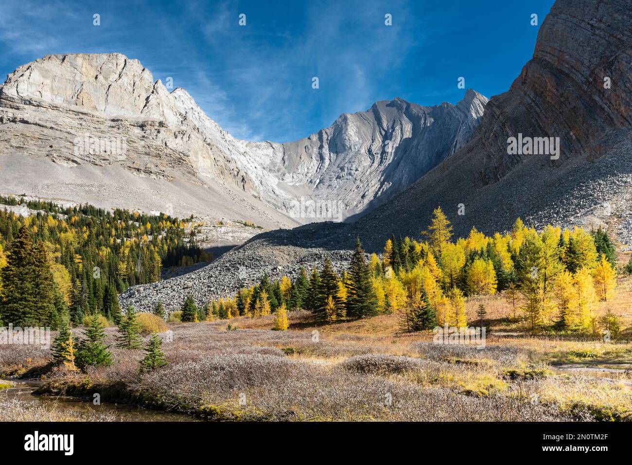 Hiking among yellow larch trees in autumn, Arethusa Cirque, Kananaskis ...