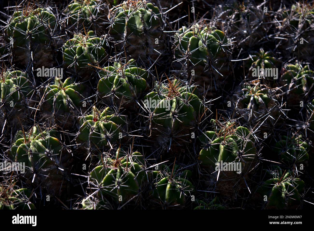 In this Nov. 4, 2015 photo, threatened ferocactus robustus grow inside ...