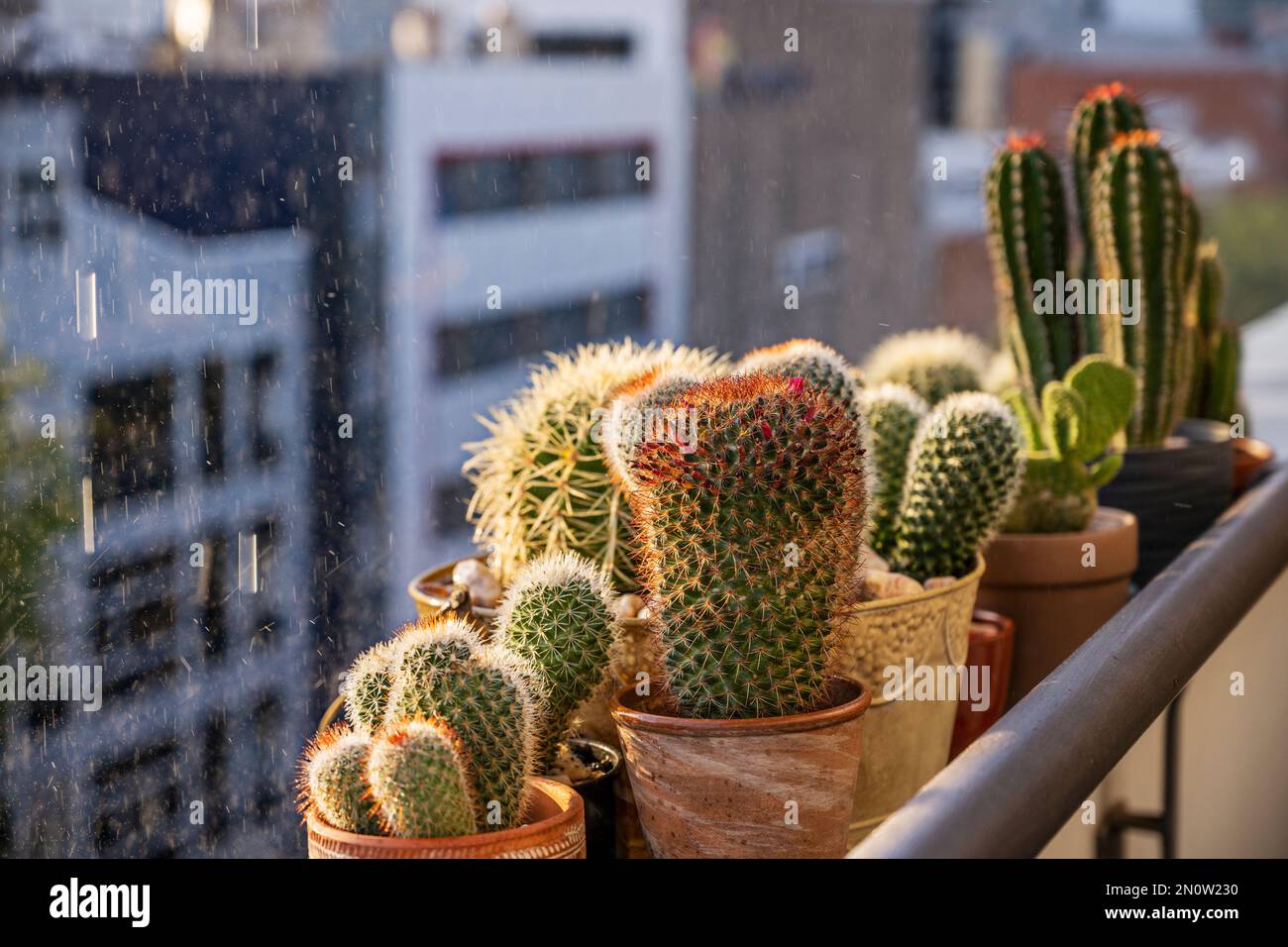Lots of cacti of different kinds in pots on an attic floor on a rainy ...