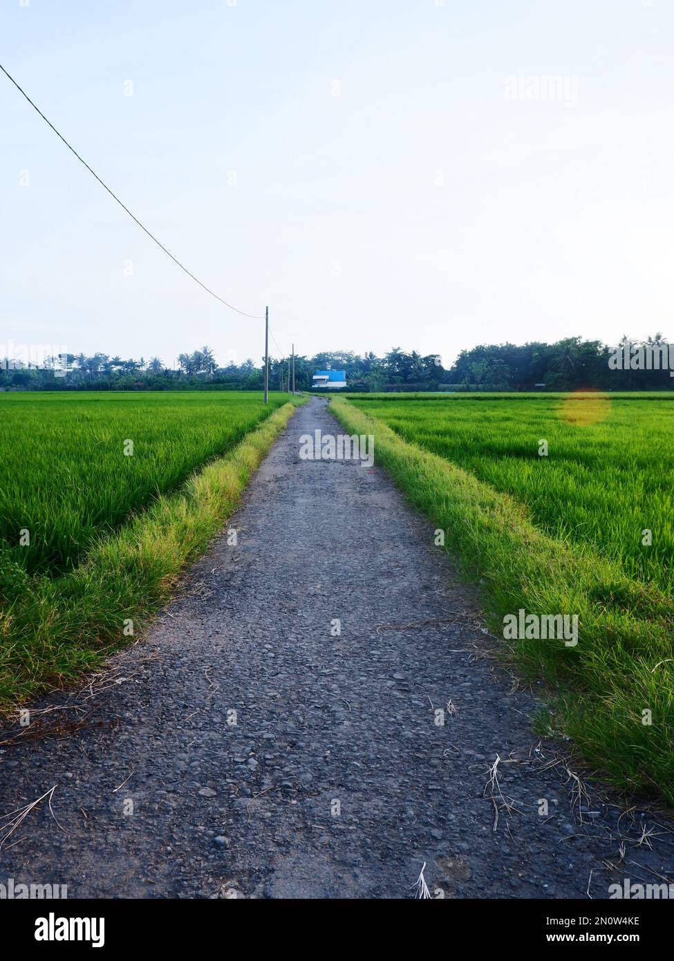Beautiful landscape growing Paddy rice field two side with long road ...