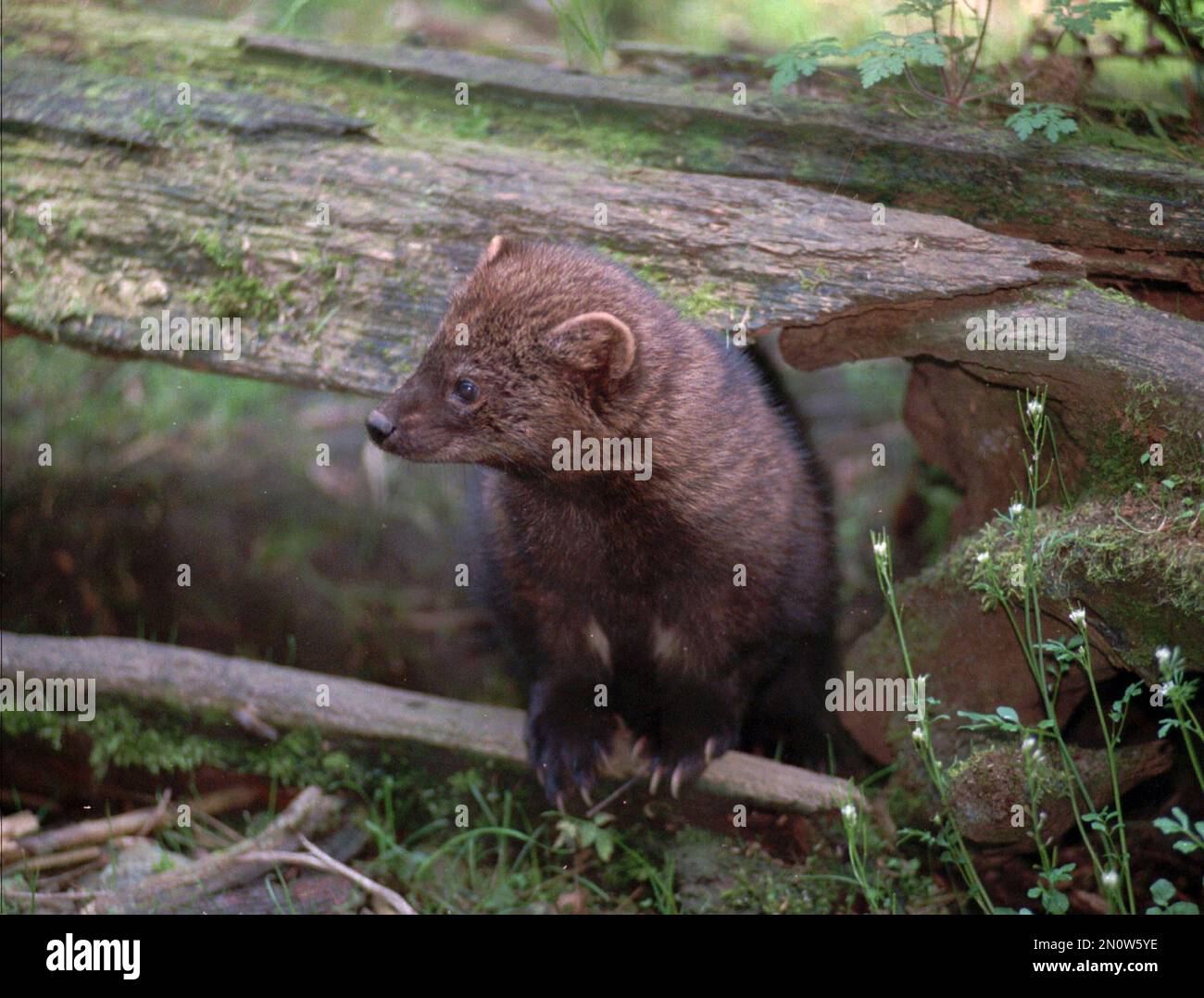 FILE - In this April 29,1998 file photo, a female fisher looks around ...