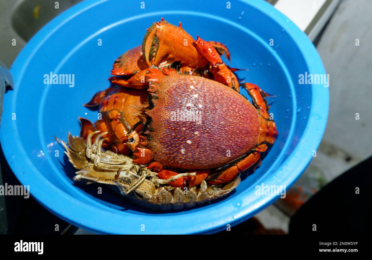 Spanner crab hi-res stock photography and images - Alamy