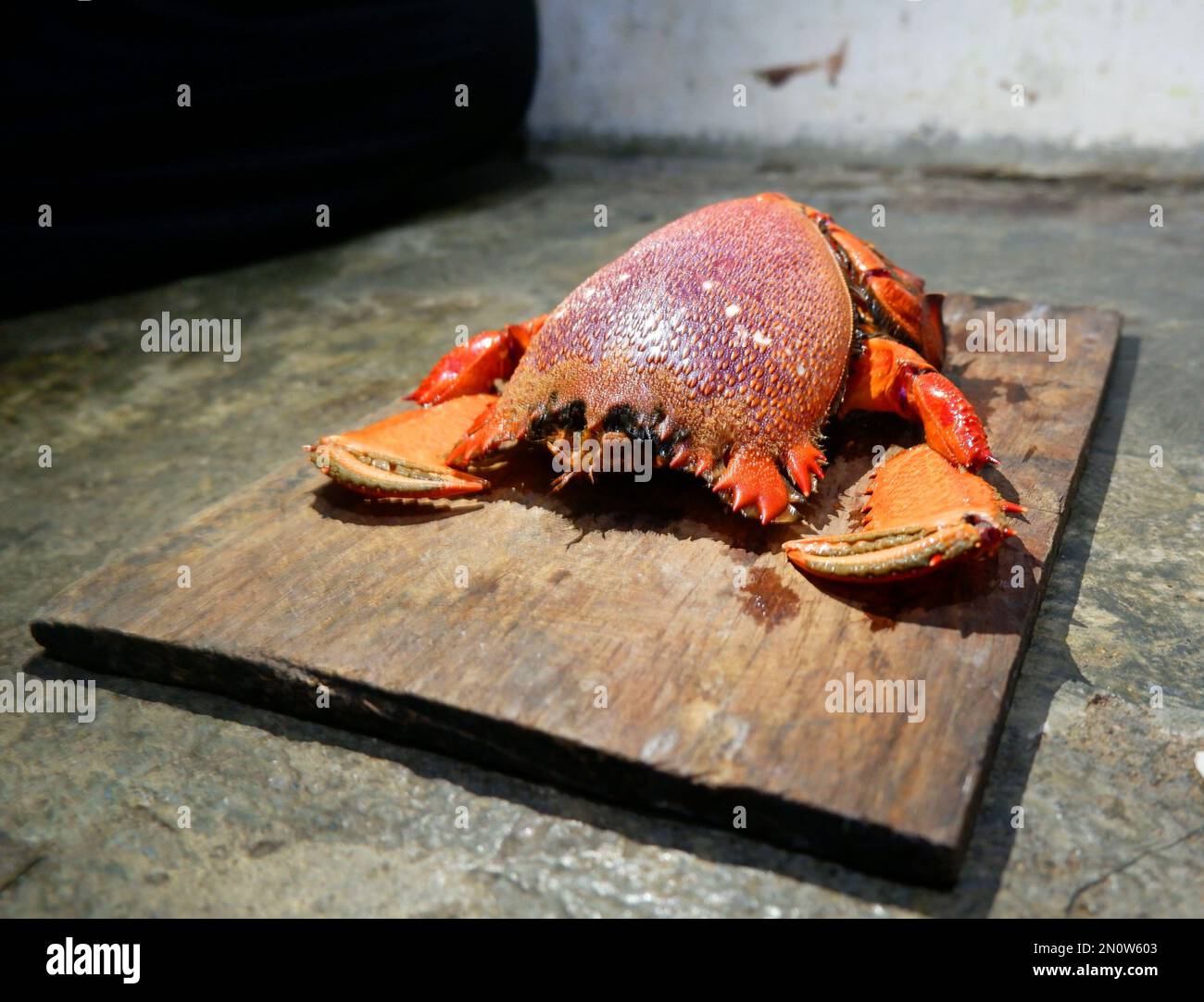 Spanner crab hi-res stock photography and images - Alamy