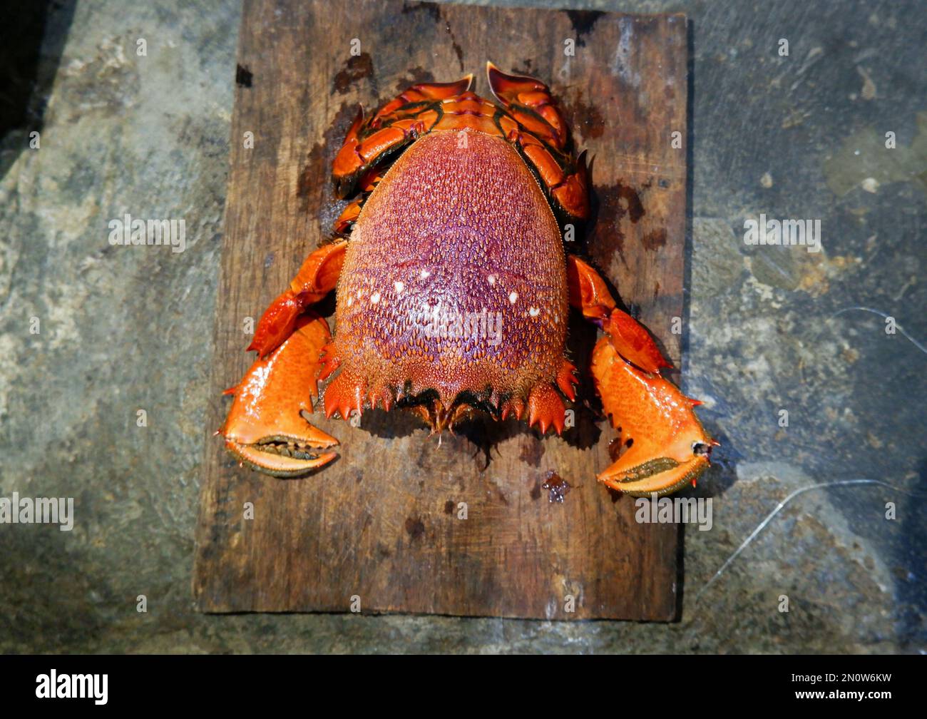 Spanner crab hi-res stock photography and images - Alamy