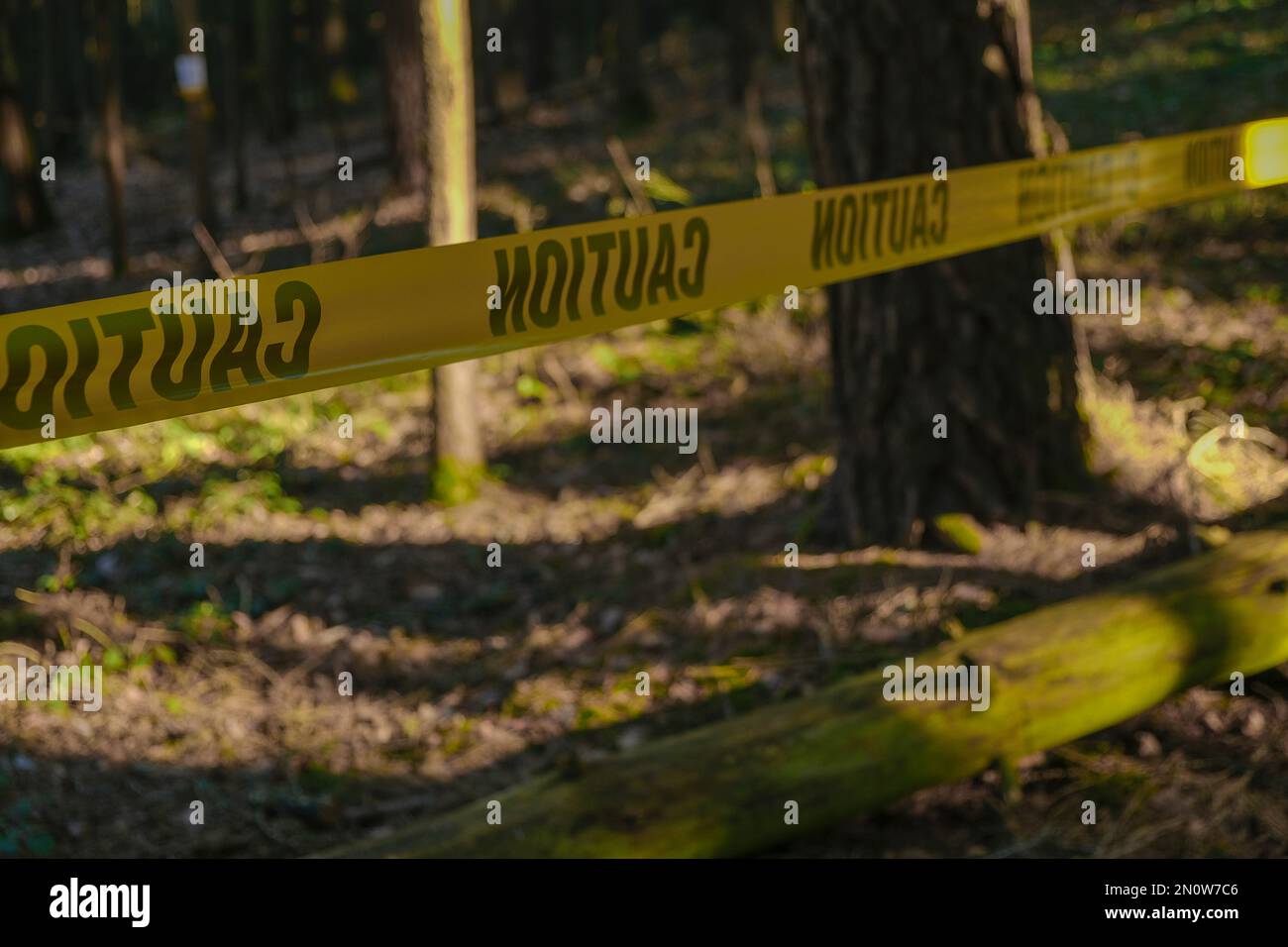 yellow barrier tape in pine dark forest. Crime scene.Entry ban. No ...