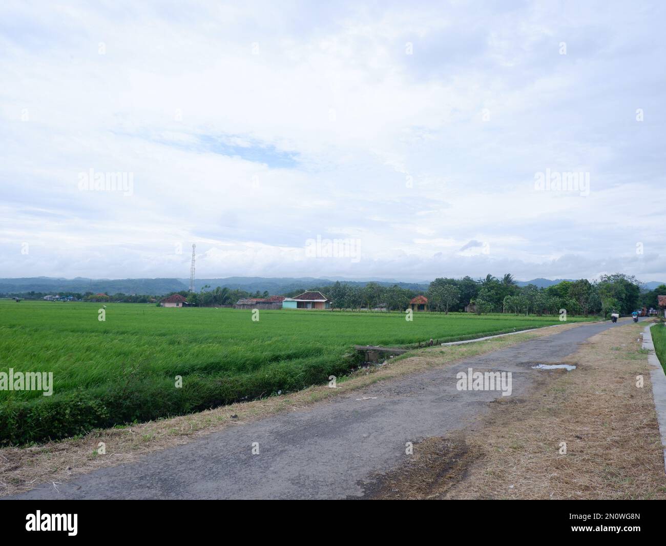 Beautiful landscape growing Paddy rice field two side with long road ...