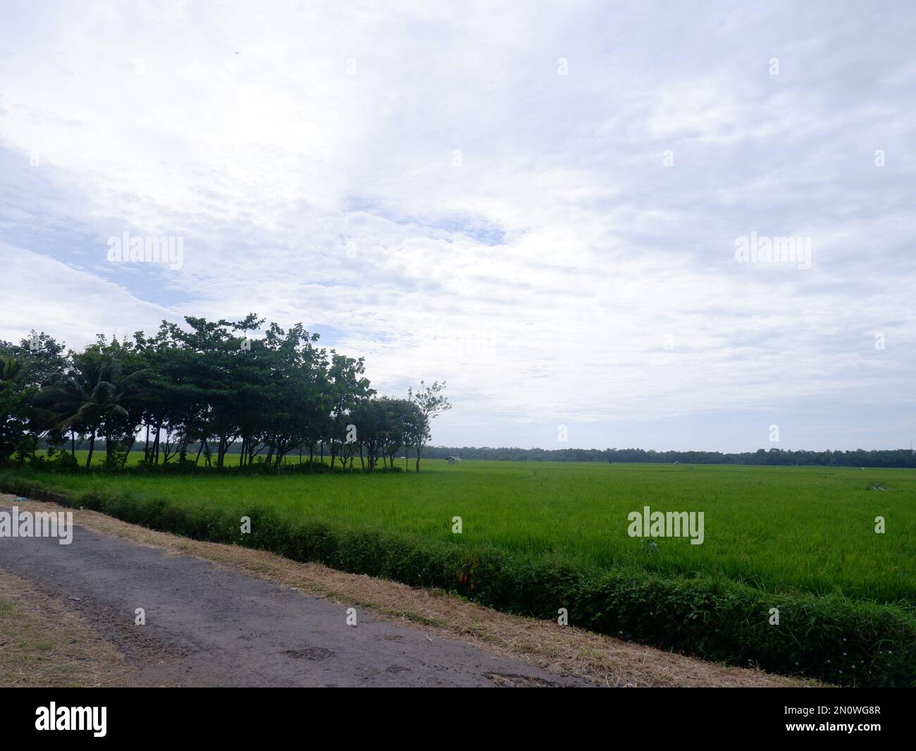 Beautiful landscape growing Paddy rice field two side with long road ...