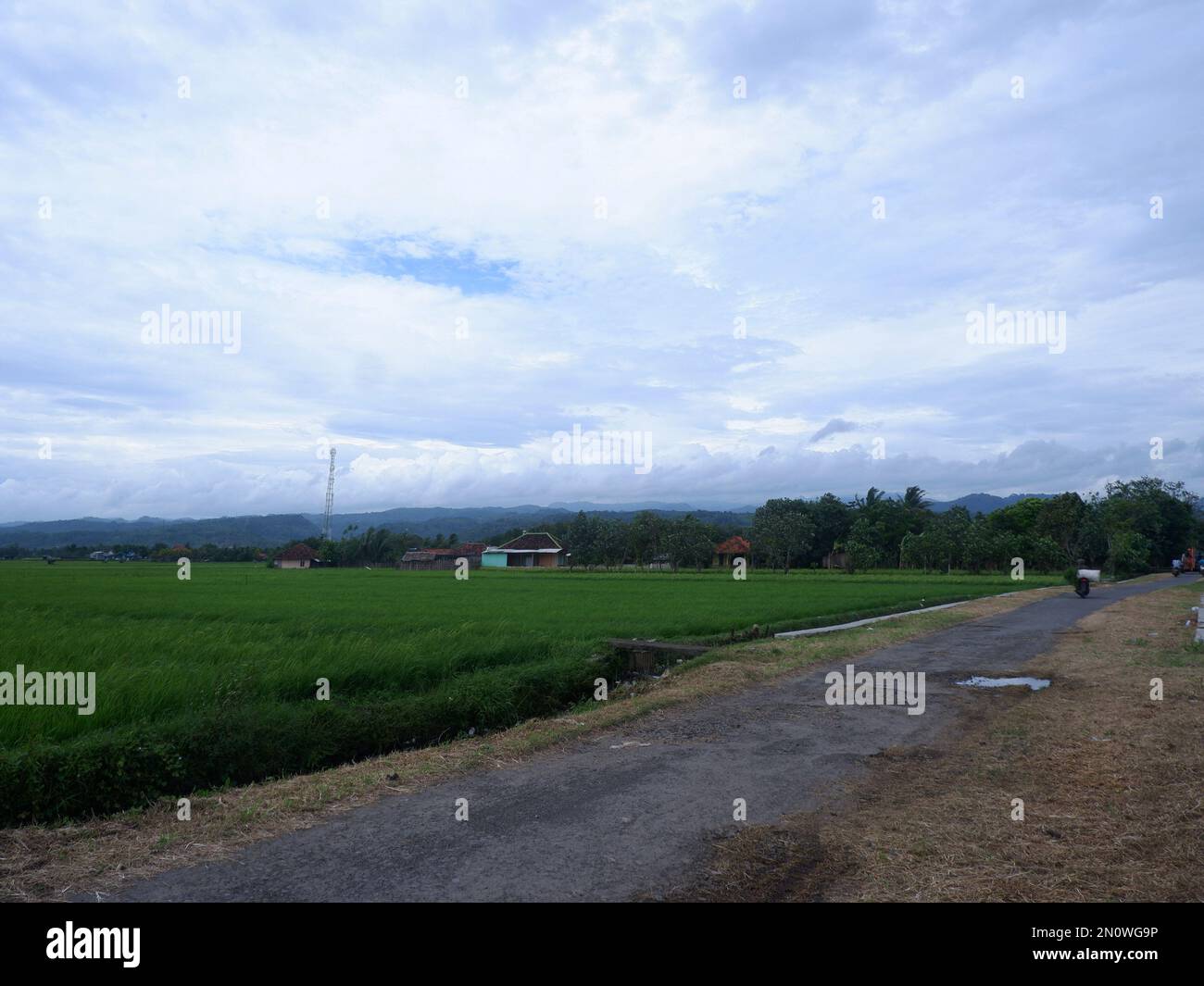 Beautiful landscape growing Paddy rice field two side with long road ...