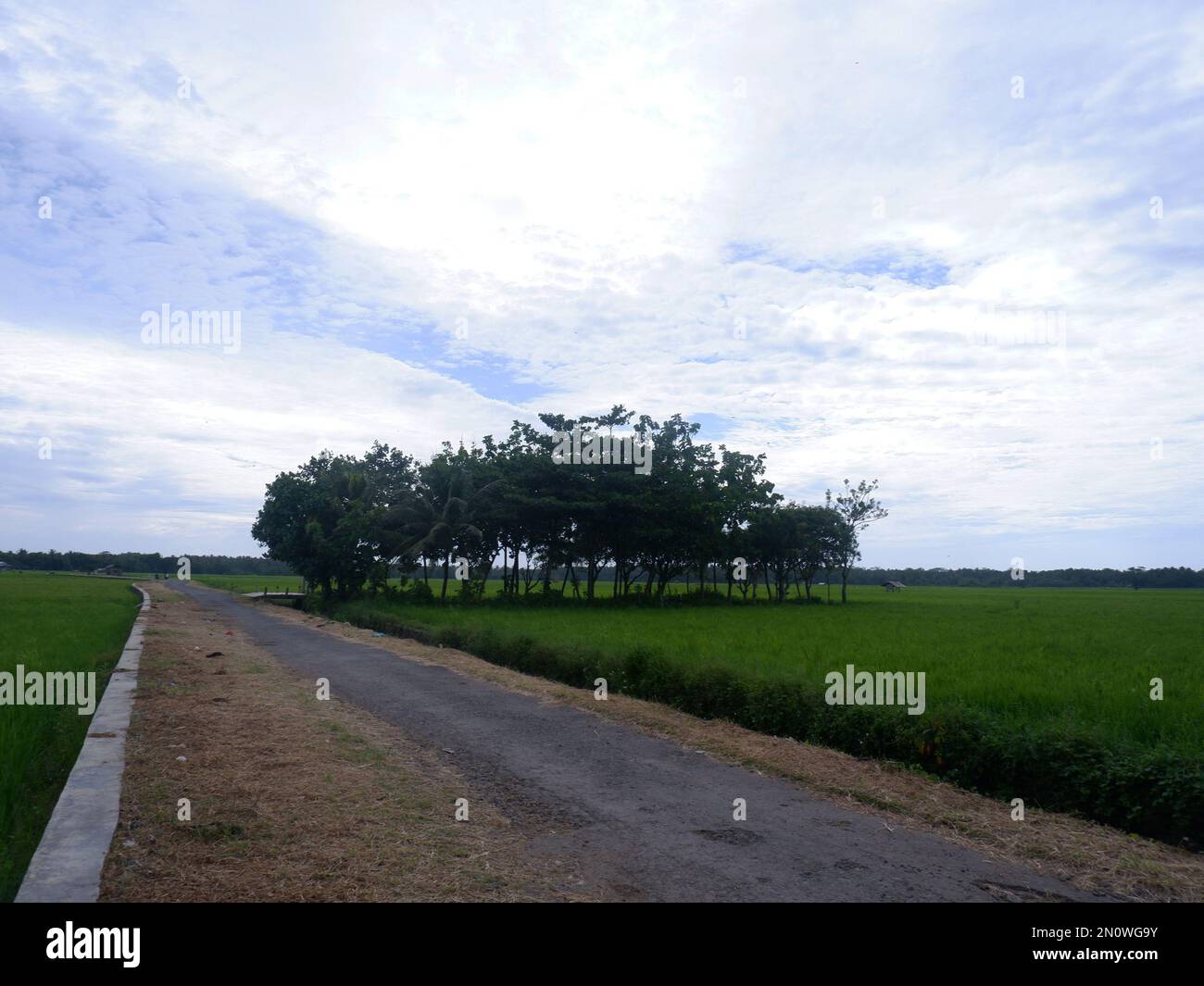 Beautiful landscape growing Paddy rice field two side with long road ...