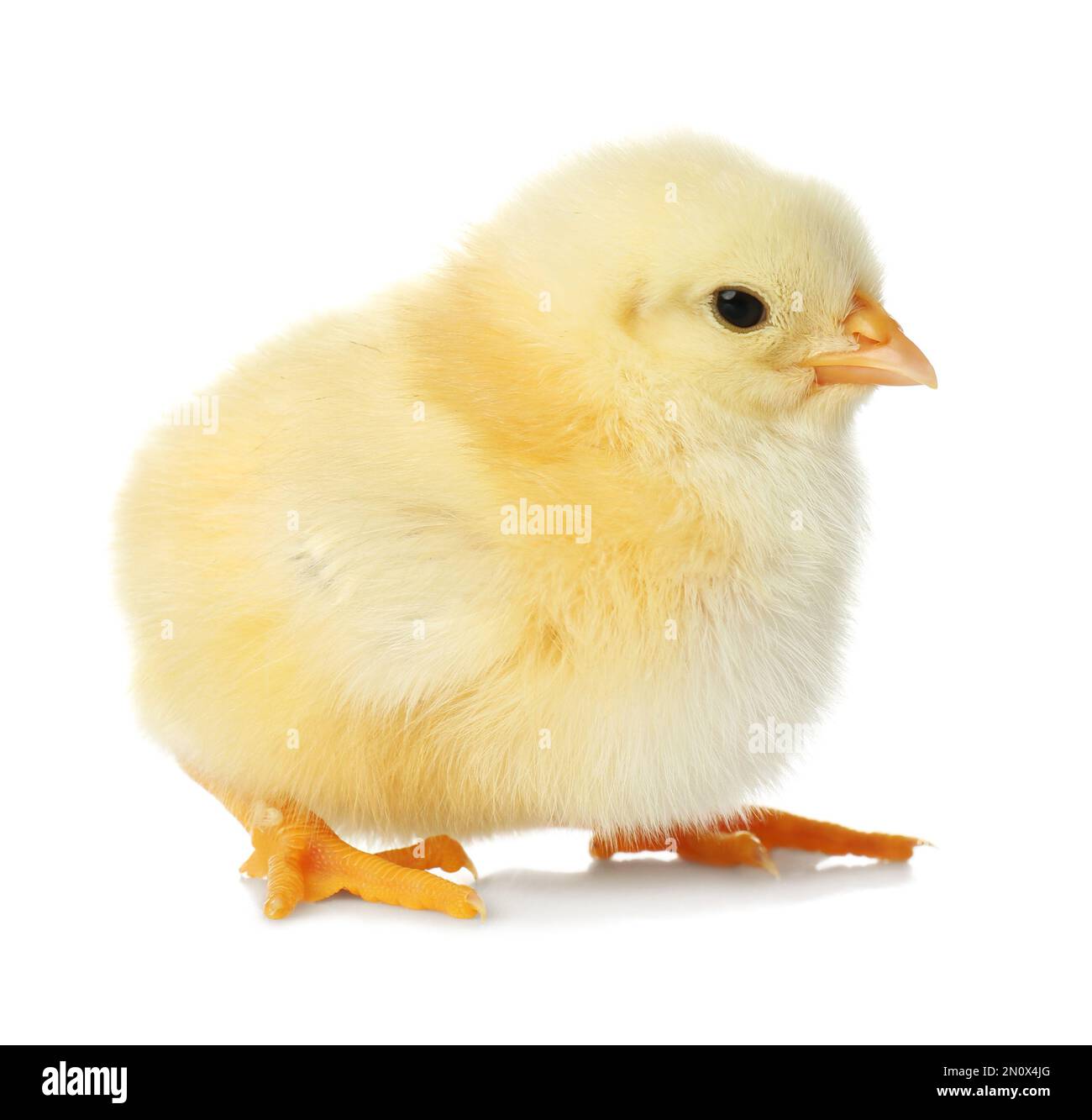 Cute fluffy baby chicken on white background. Farm animal Stock Photo ...