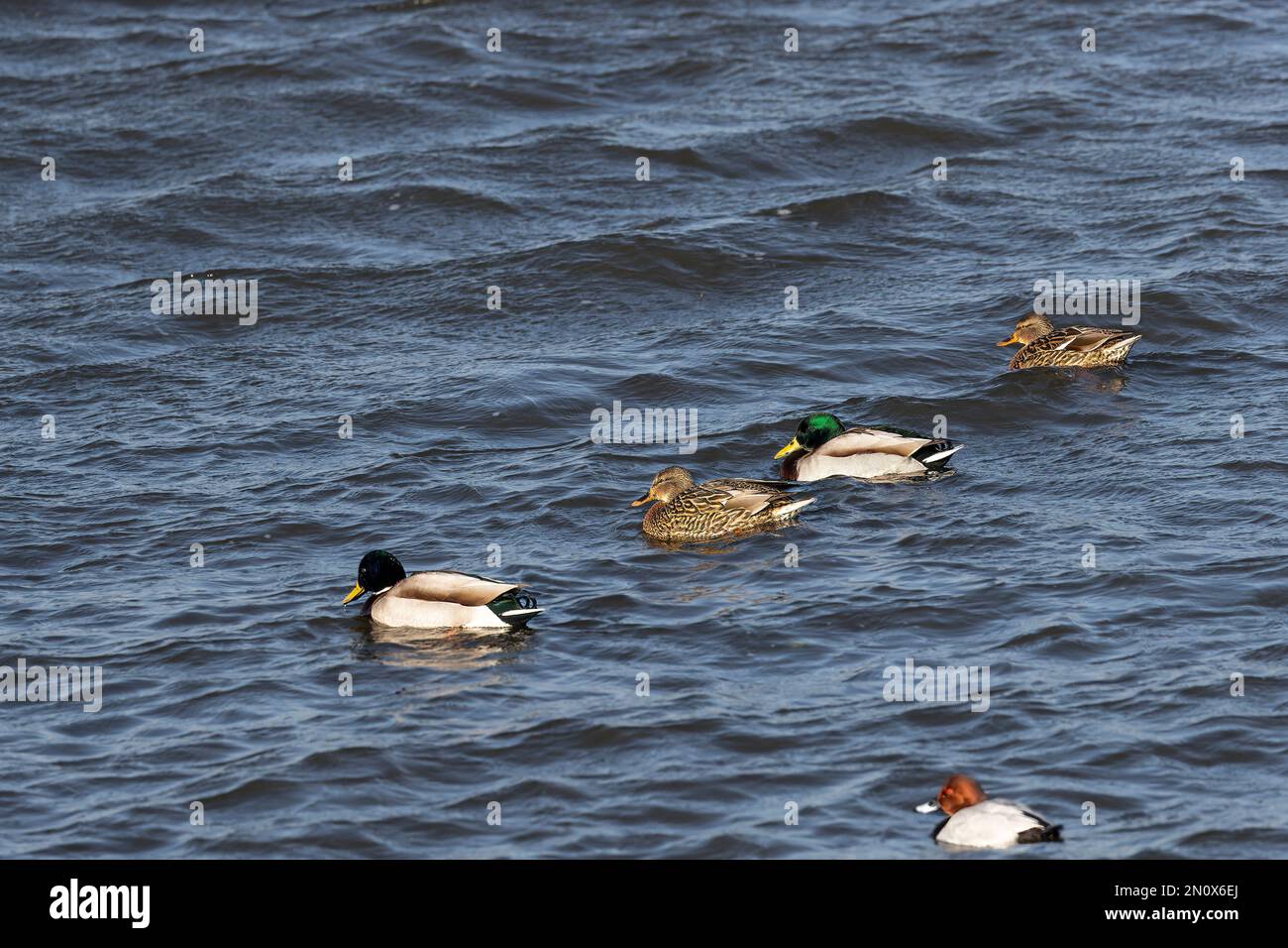 Four mallard ducks hi-res stock photography and images - Alamy