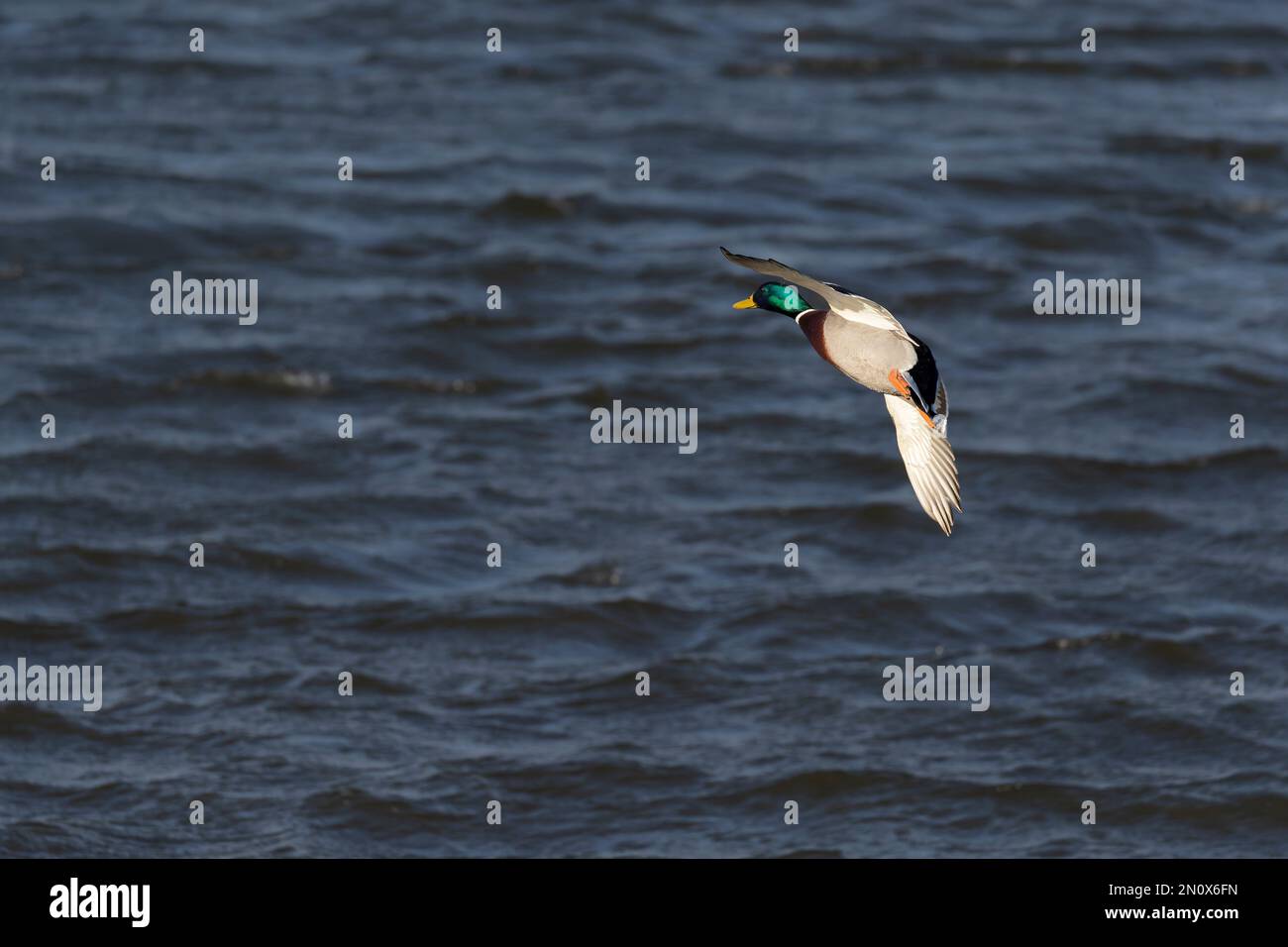Flying mallard drake duck Stock Photo - Alamy