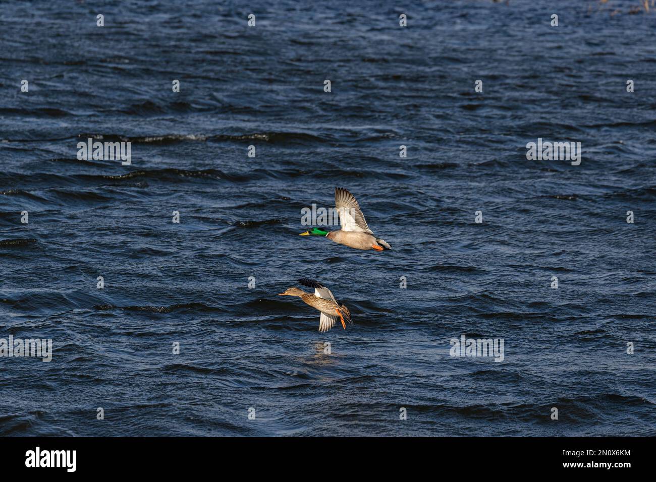 Mallard ducks in flight over wetlands water Stock Photo - Alamy
