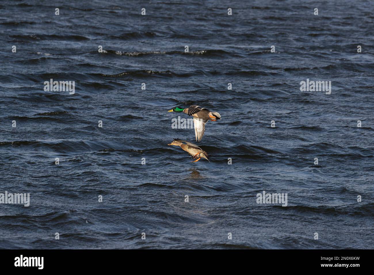 Mallard ducks in flight landing over water Stock Photo - Alamy