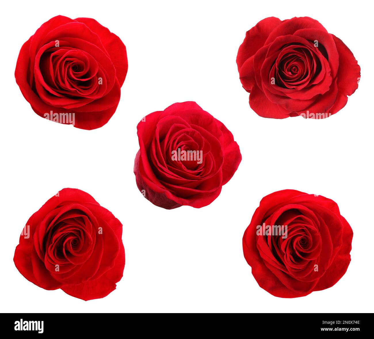 Set of beautiful red roses on white background Stock Photo - Alamy