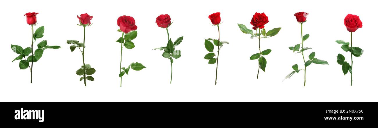 Set of beautiful red roses on white background. Banner design Stock ...