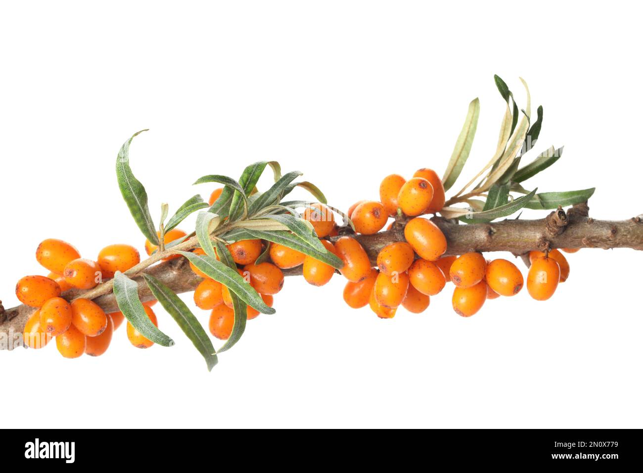 Sea buckthorn branch with ripe berries and leaves on white background ...
