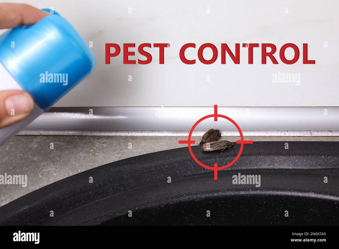 Woman spraying insecticide onto cockroaches, closeup. Pest control ...