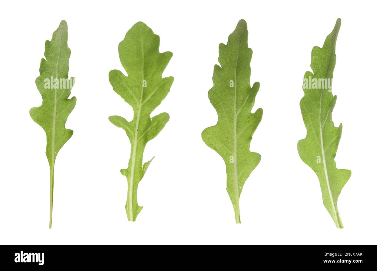 Set of green arugula leaves on white background Stock Photo - Alamy