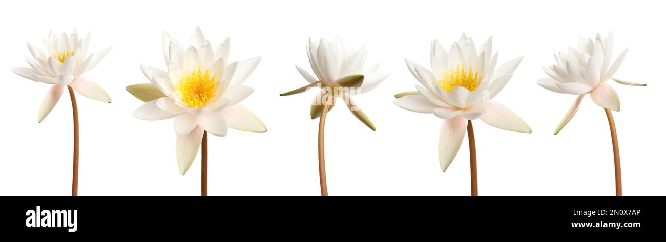 Set of beautiful lotus flowers on white background. Banner design Stock ...