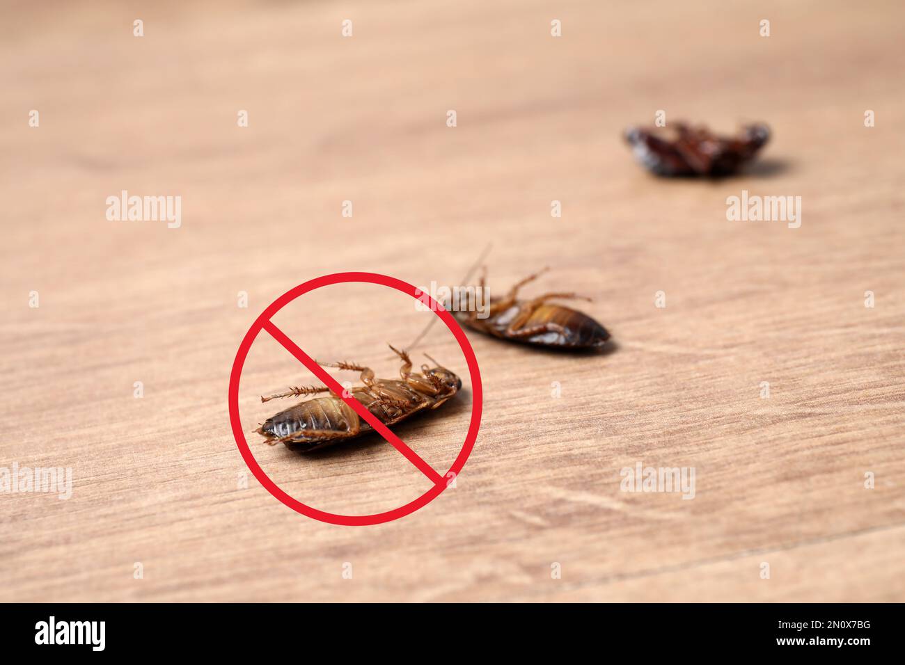 Dead cockroaches with red prohibition sign on wooden floor. Pest ...