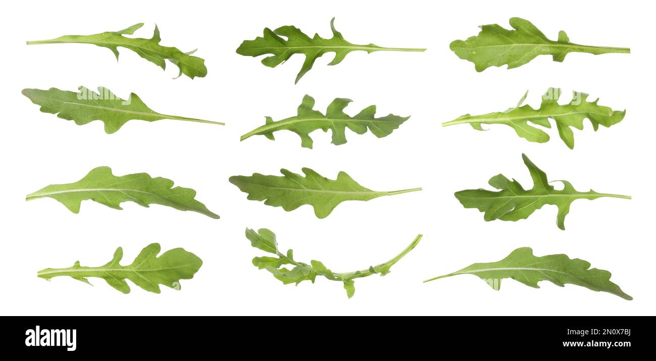 Set of green arugula leaves on white background. Banner design Stock ...