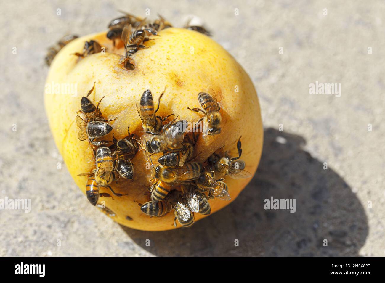 Bees on pear . Insects eating fruit Stock Photo - Alamy