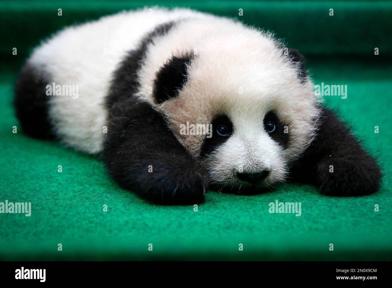 FILE - In this Tuesday, Nov. 17, 2015 file photo, a three-month-old ...