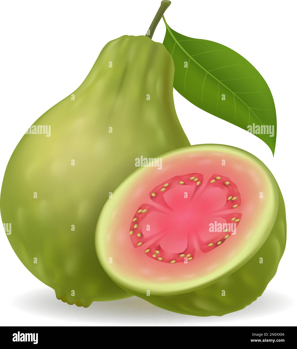 Realistic green guava Stock Vector Image & Art - Alamy