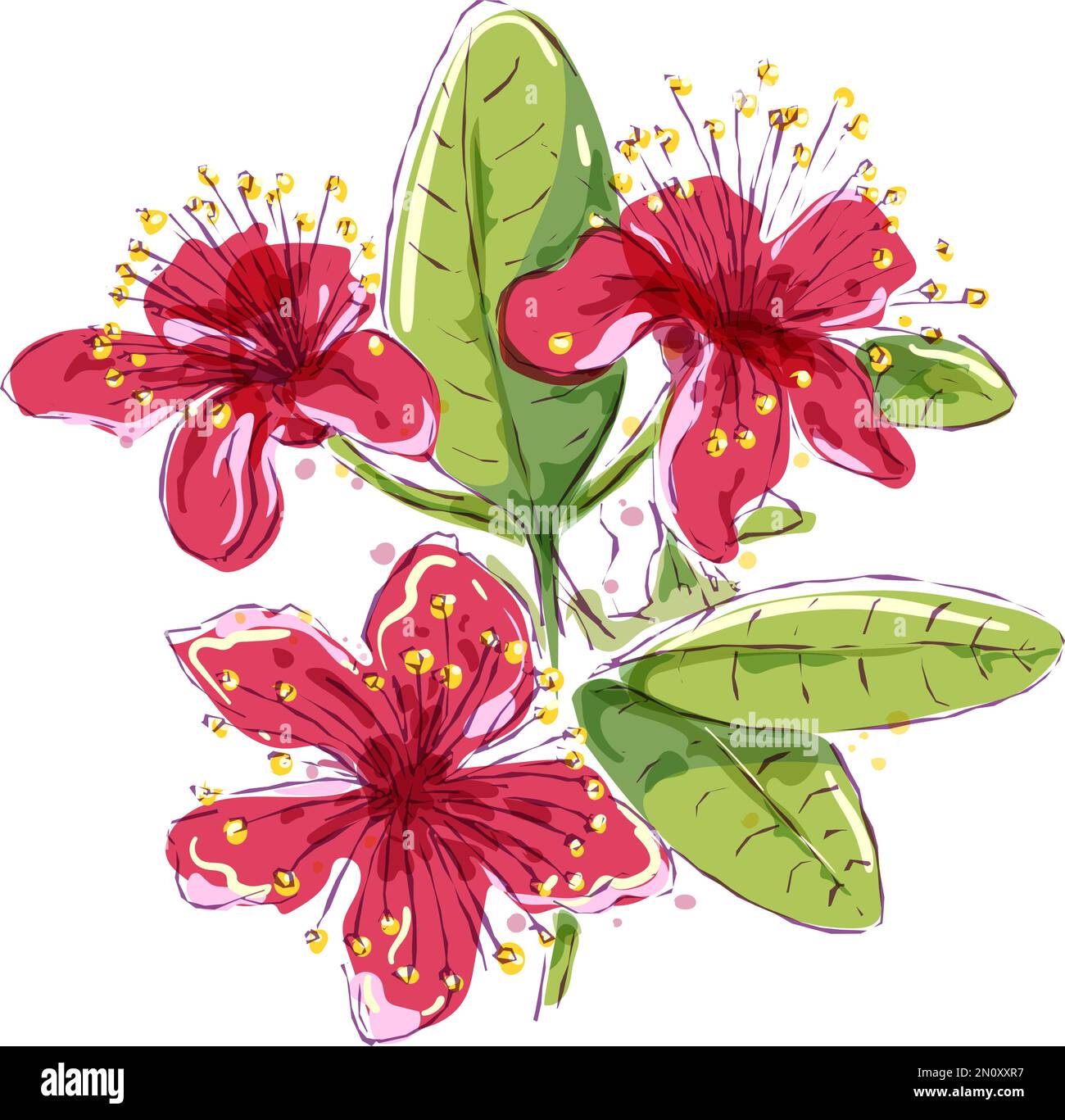 Feijoa flowers Cut Out Stock Images & Pictures - Alamy