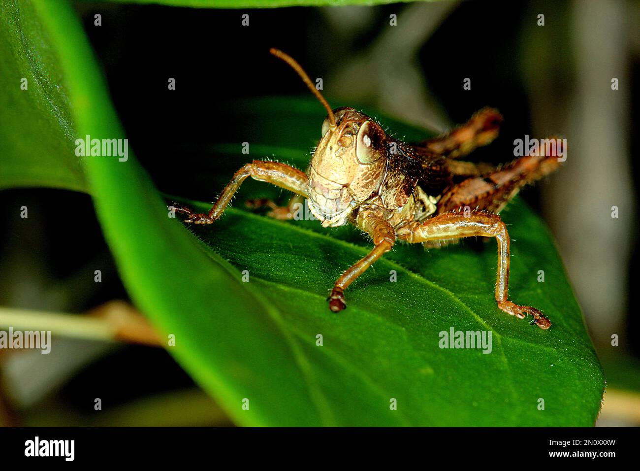 Shorthorned grasshopper (Phaulacridium sp.) head view Stock Photo - Alamy