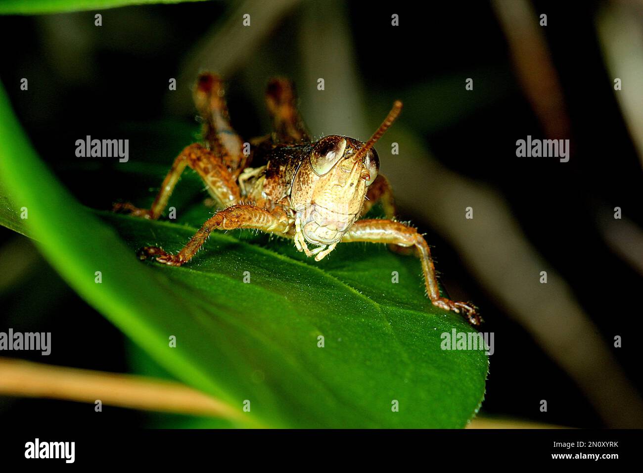 Shorthorned grasshopper (Phaulacridium sp.) head view Stock Photo - Alamy
