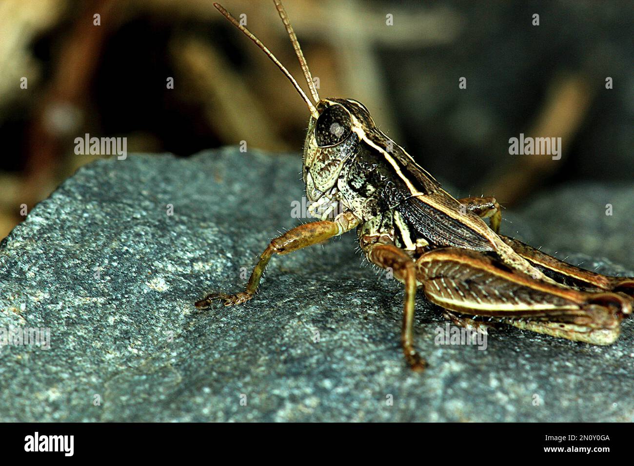 Shorthorned grasshopper (Phaulacridium sp.) head view Stock Photo - Alamy