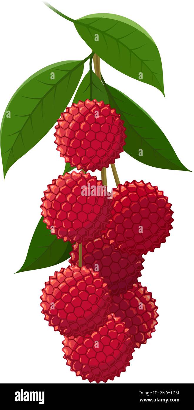 Lychee juice cartoon hi-res stock photography and images - Alamy