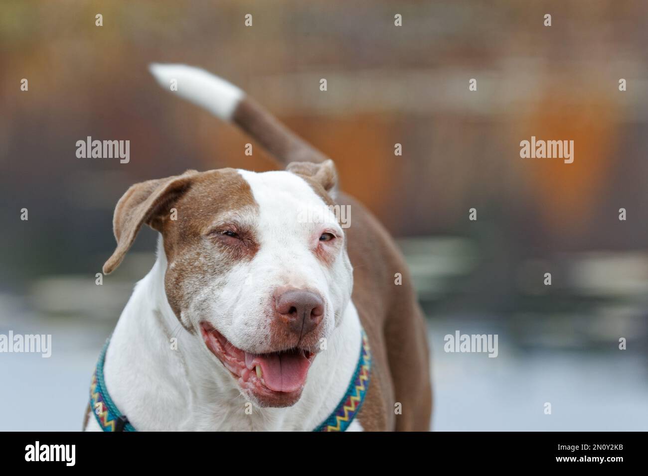 American staffordshire terrier harness hi-res stock photography and ...