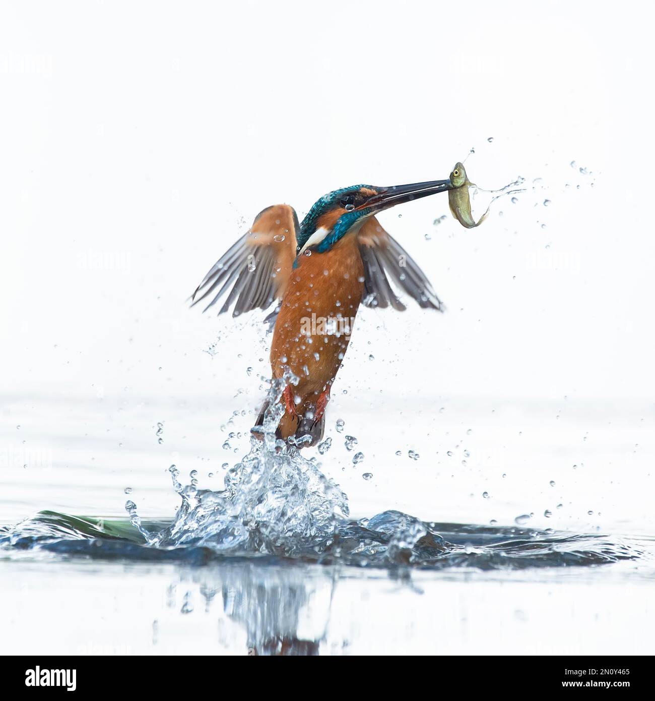 Kingfisher in action catching fish in the water Stock Photo - Alamy