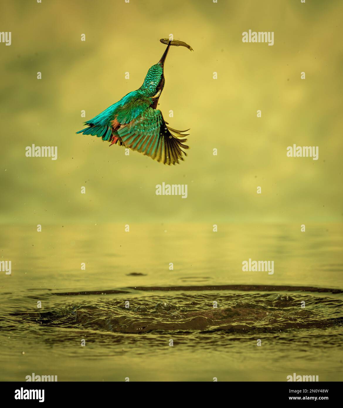 Kingfisher in action catching fish in the water Stock Photo - Alamy