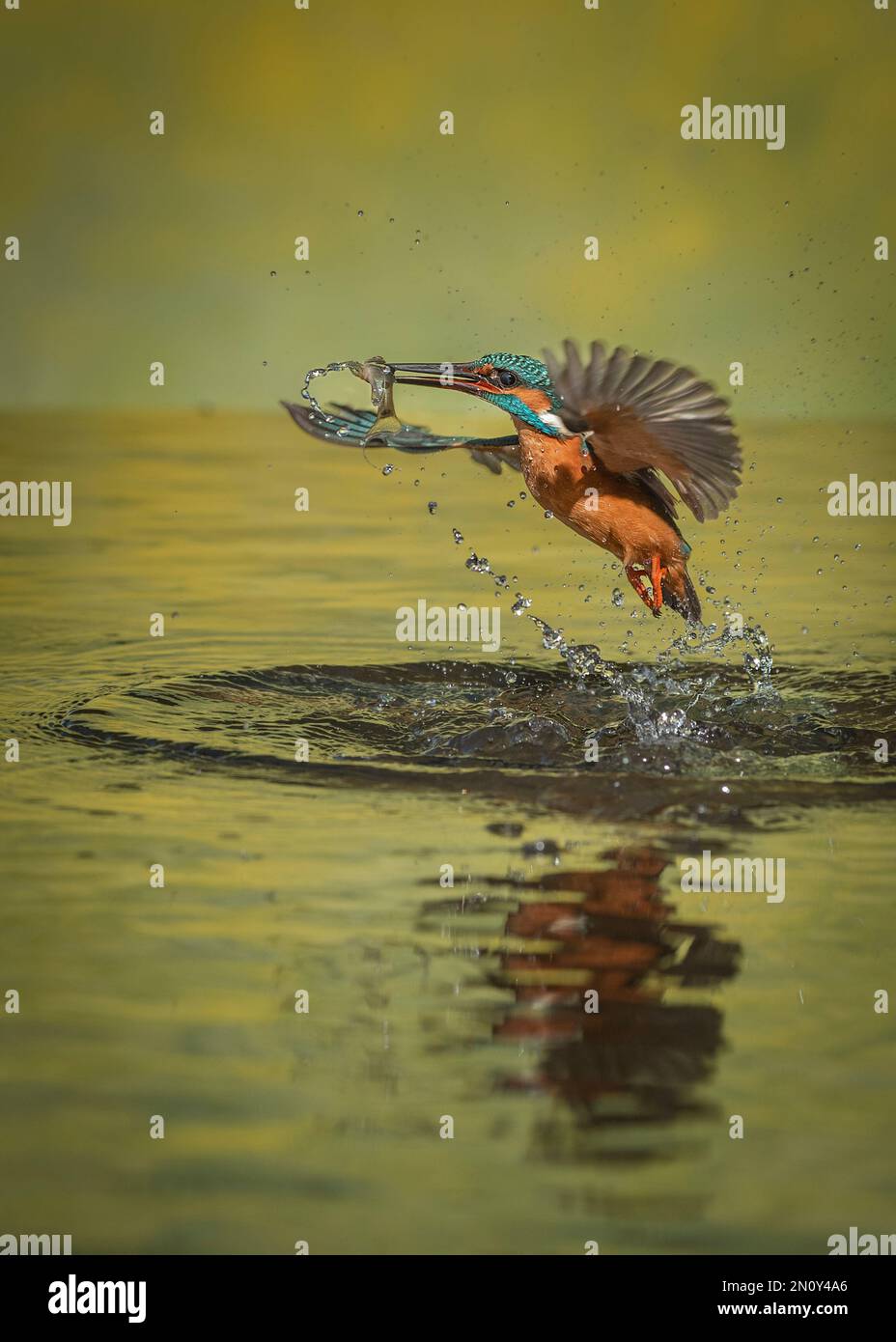 Kingfisher water hi-res stock photography and images - Alamy