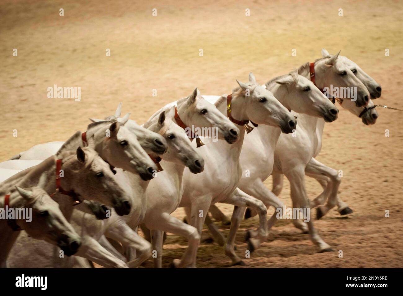 Spanish mares are conducted by a Spanish army trainer during the Sicab ...