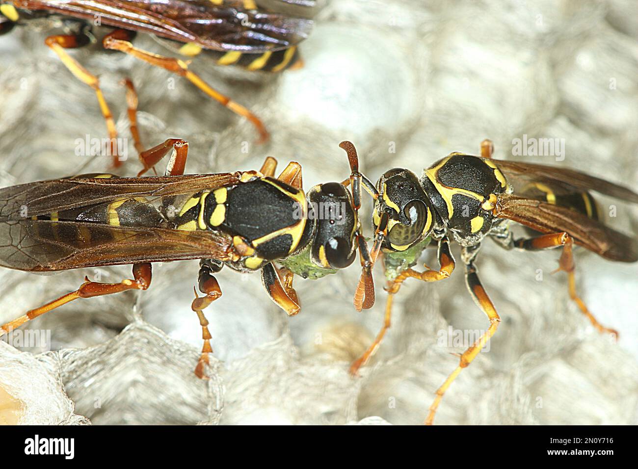 Asian paperwasp nest (Polistes chinensis Stock Photo - Alamy