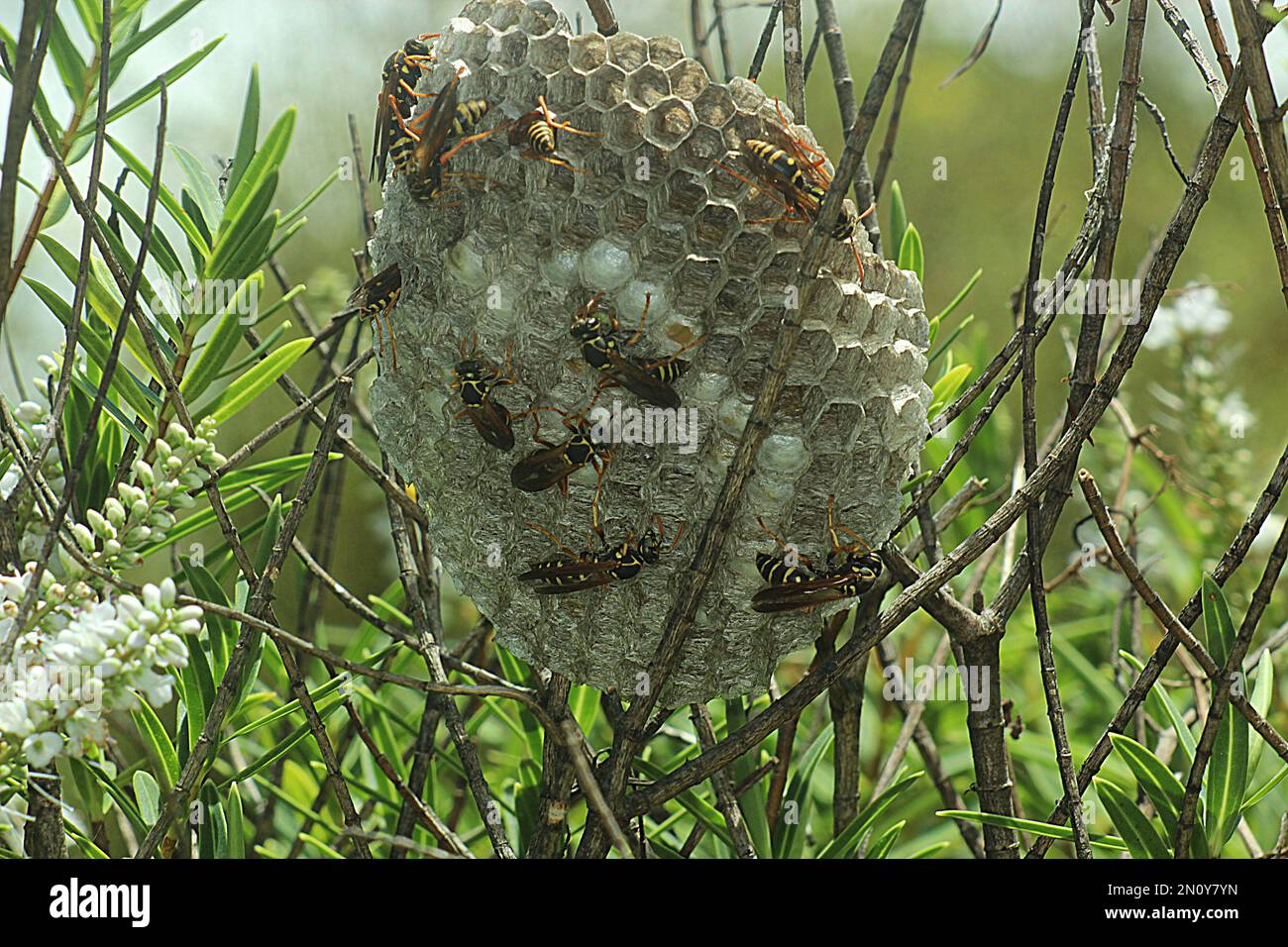 Asian paperwasp nest (Polistes chinensis Stock Photo - Alamy