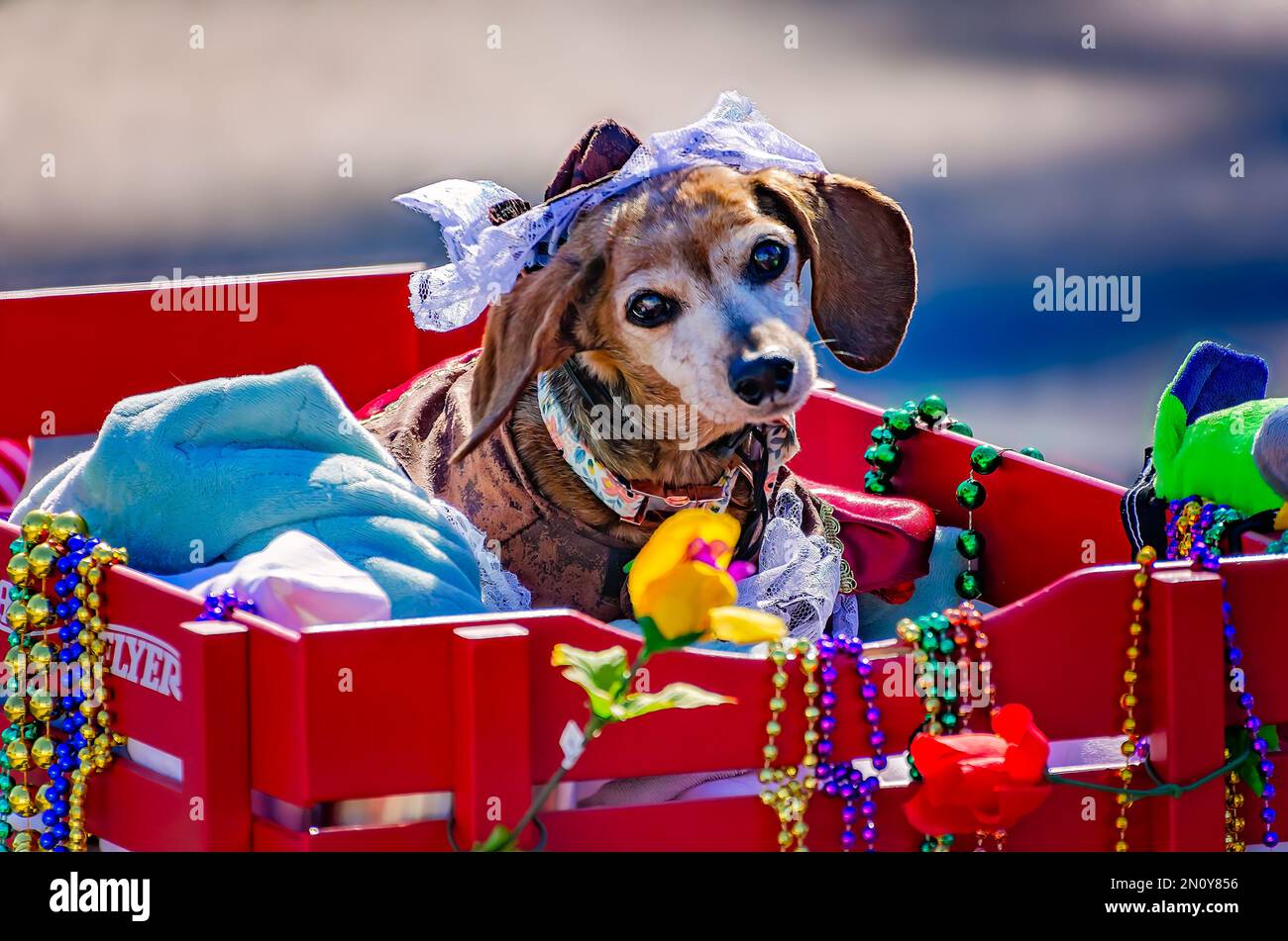 A Dachshund Rides In A Mardi Gras Wagon During The Mystic Krewe Of