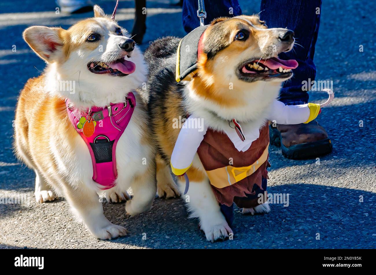 Corgis dressed in costume walk in the Mystic Krewe of Salty Paws Mardi ...