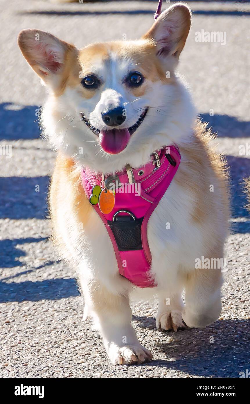 Mystic corgi hi-res stock photography and images - Alamy