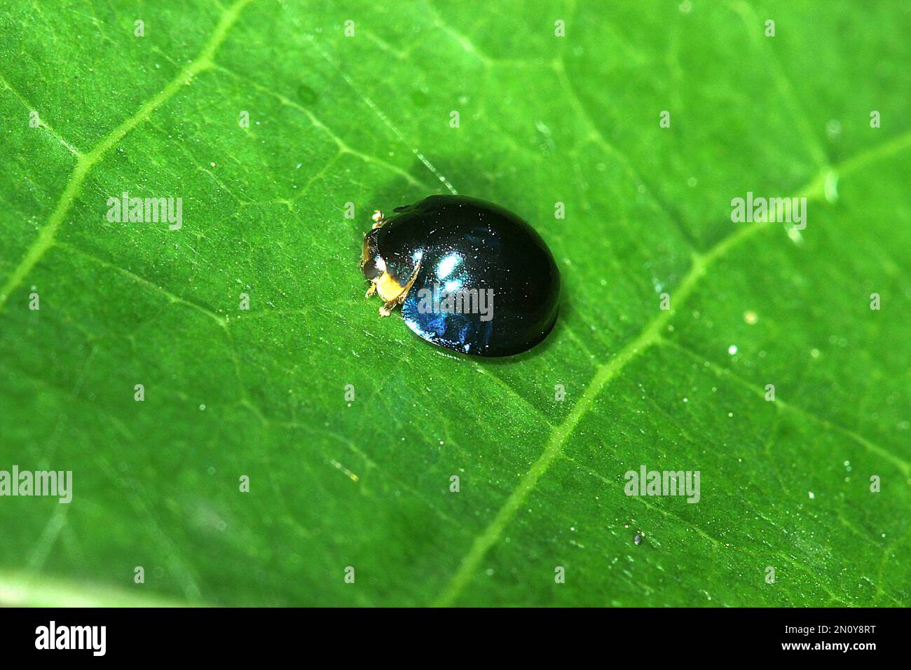 Steelblue ladybug (Halmus chalybeus Stock Photo - Alamy
