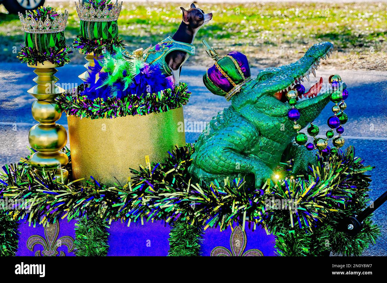 A Chihuahua Rides On A Mardi Gras Float During The Mystic Krewe Of