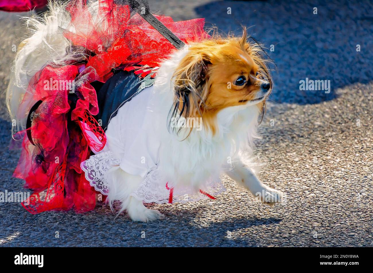 Dog parade hi-res stock photography and images - Alamy