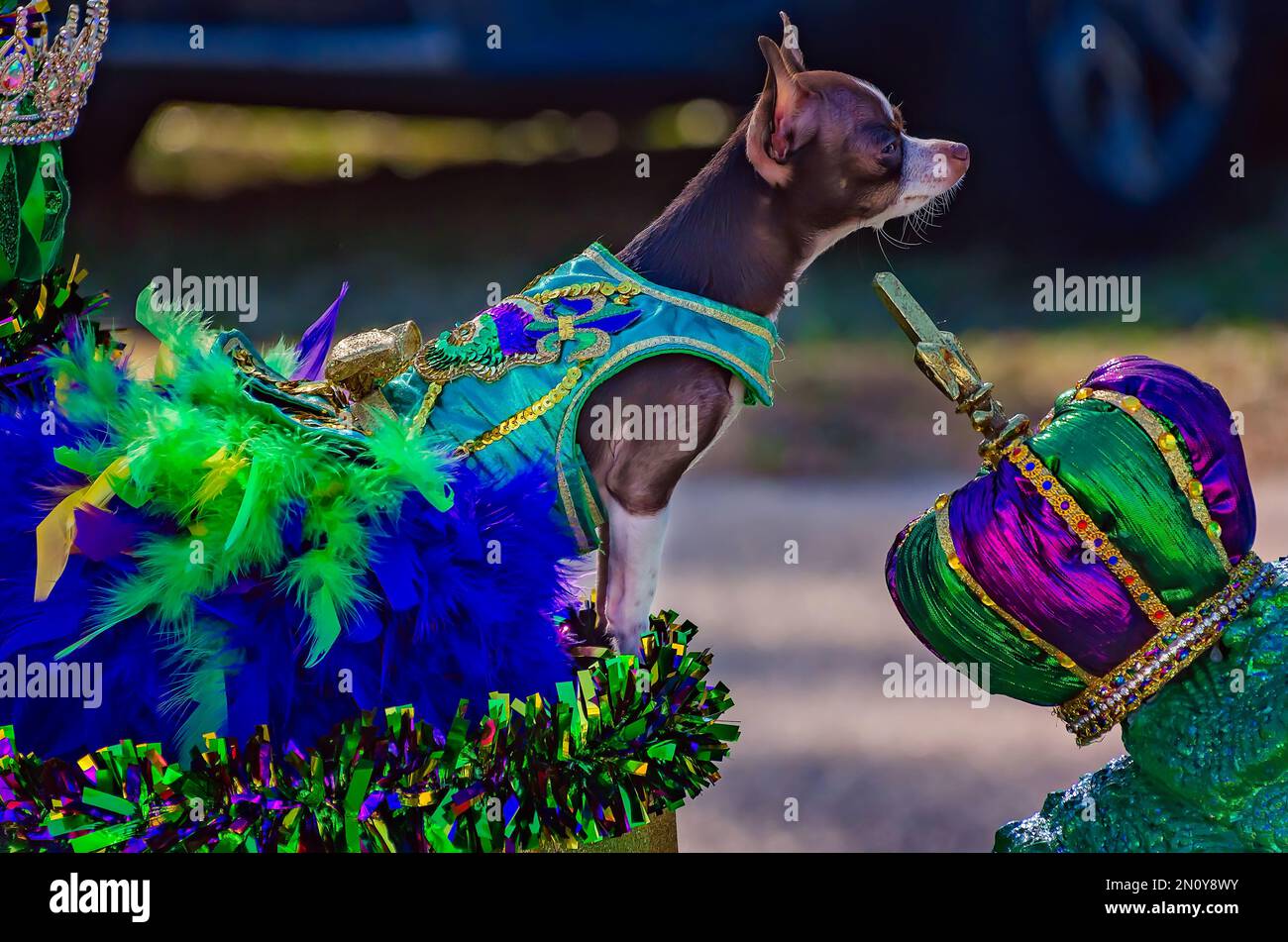 A Chihuahua Rides On A Mardi Gras Float During The Mystic Krewe Of